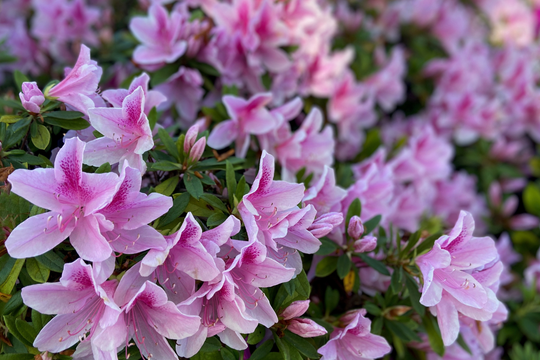Afidi delle rose: rimedi naturali efficaci per eliminare i “pidocchi ...